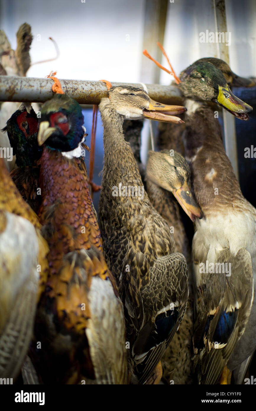 Ducks and Pheasants hanging in a market Stock Photo - Alamy