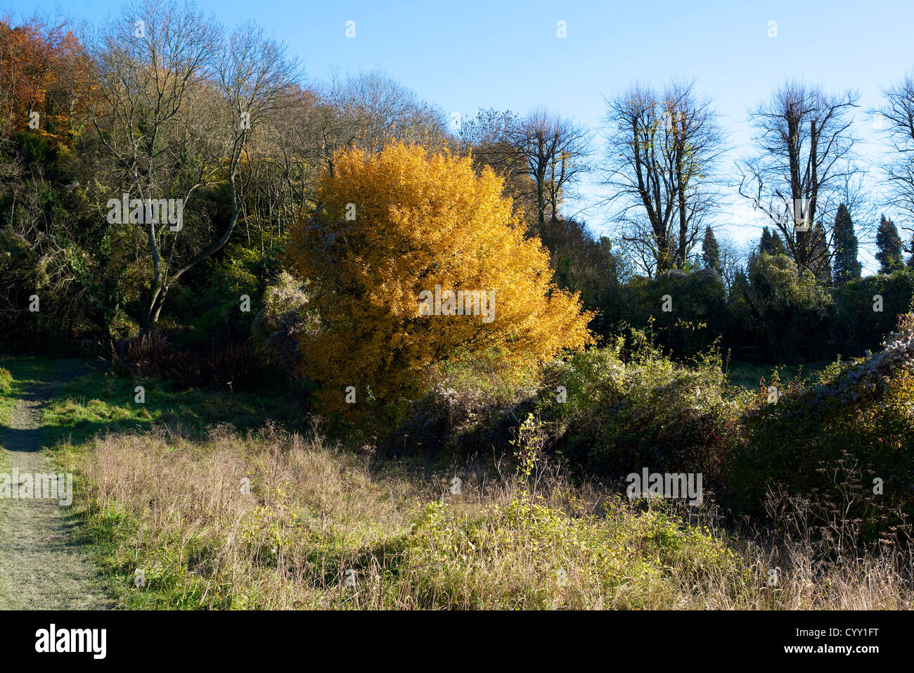 Golden leaves of a Field Maple "Acer Campestre" deciduous broadleaf ...