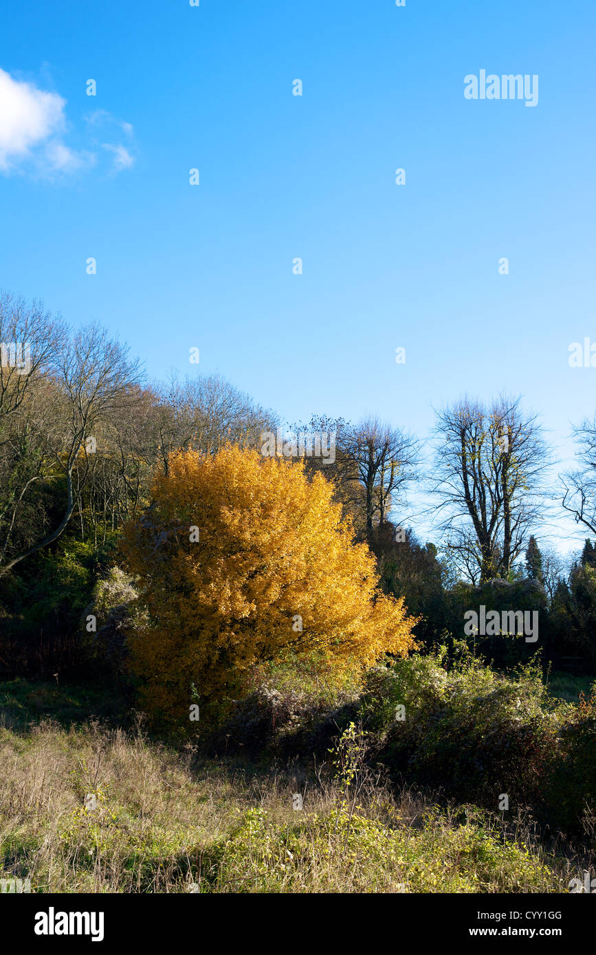 Golden leaves of a Field Maple "Acer Campestre" deciduous broadleaf ...