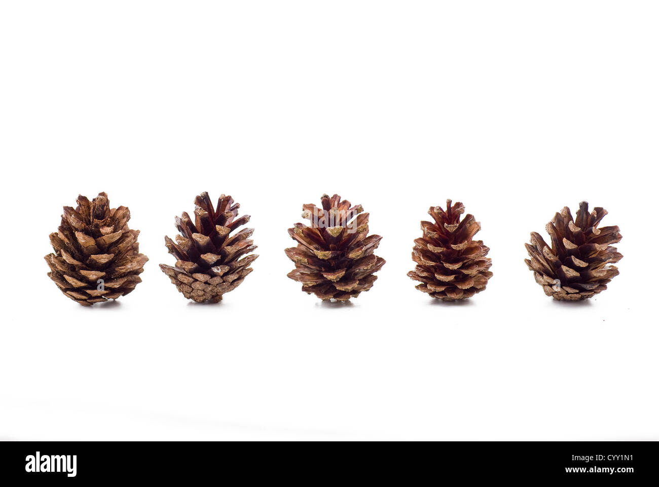 White pine cones Cut Out Stock Images & Pictures - Alamy