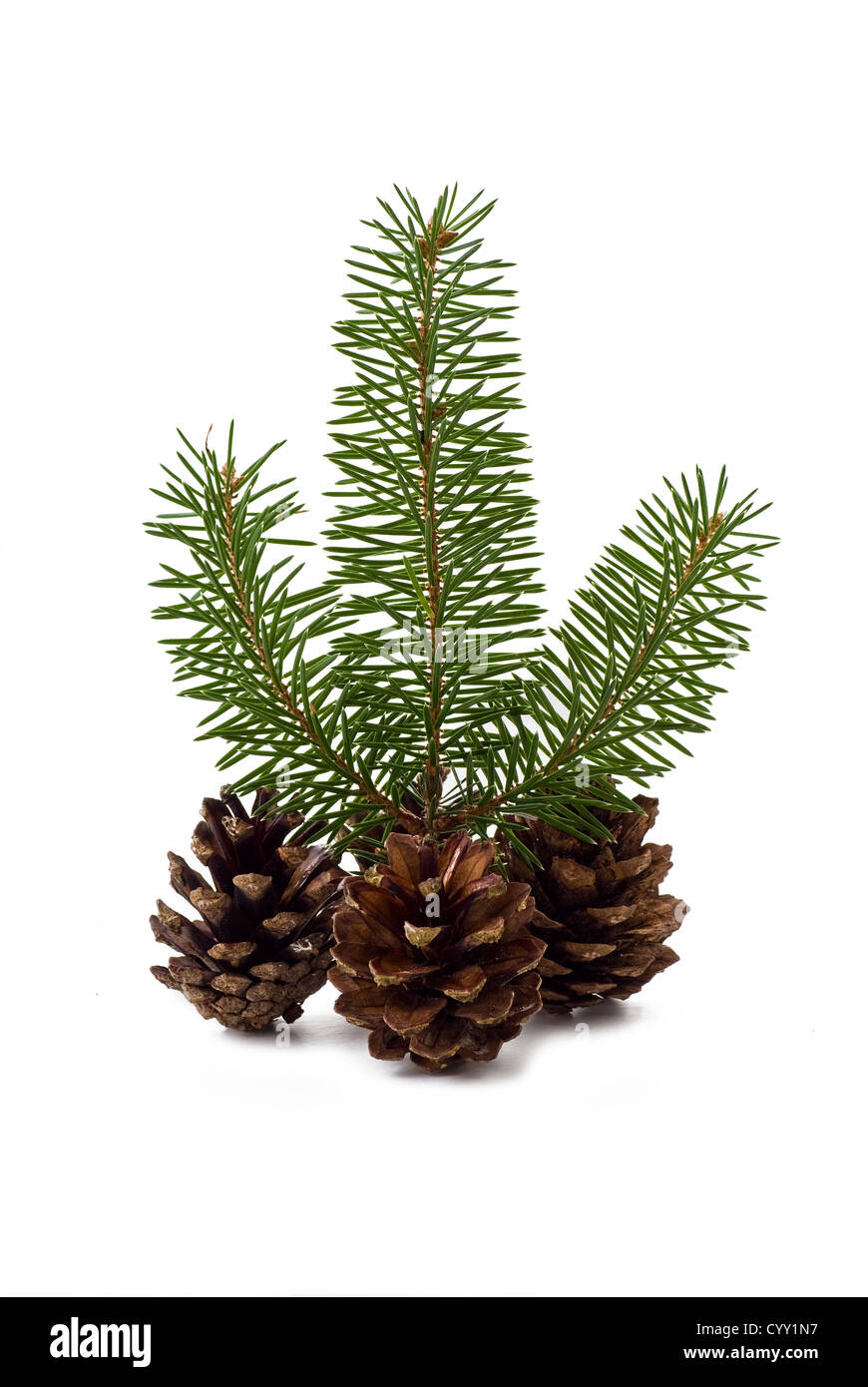Spruce cones Cut Out Stock Images & Pictures - Alamy