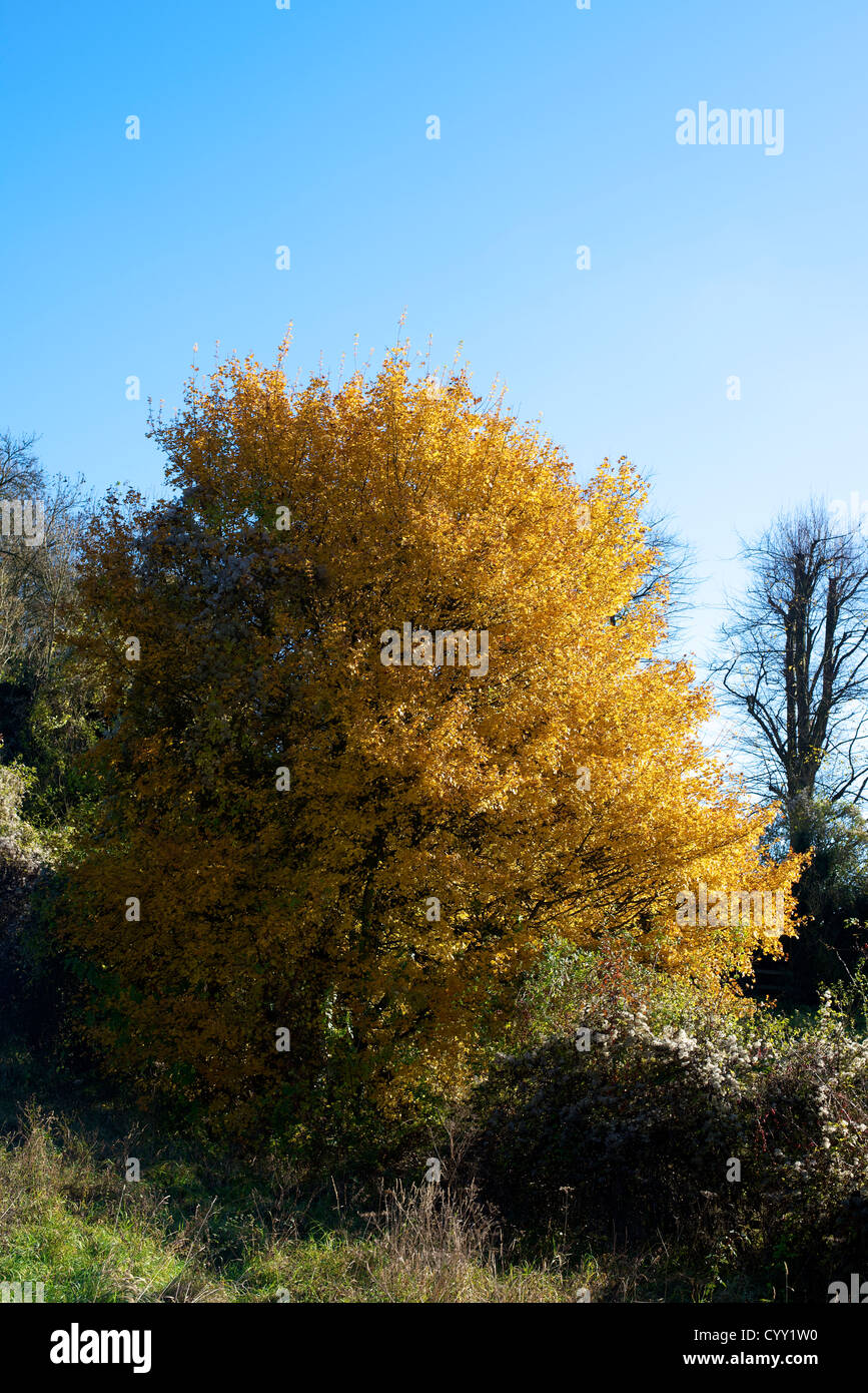 Golden leaves of a Field Maple "Acer Campestre" deciduous broadleaf ...