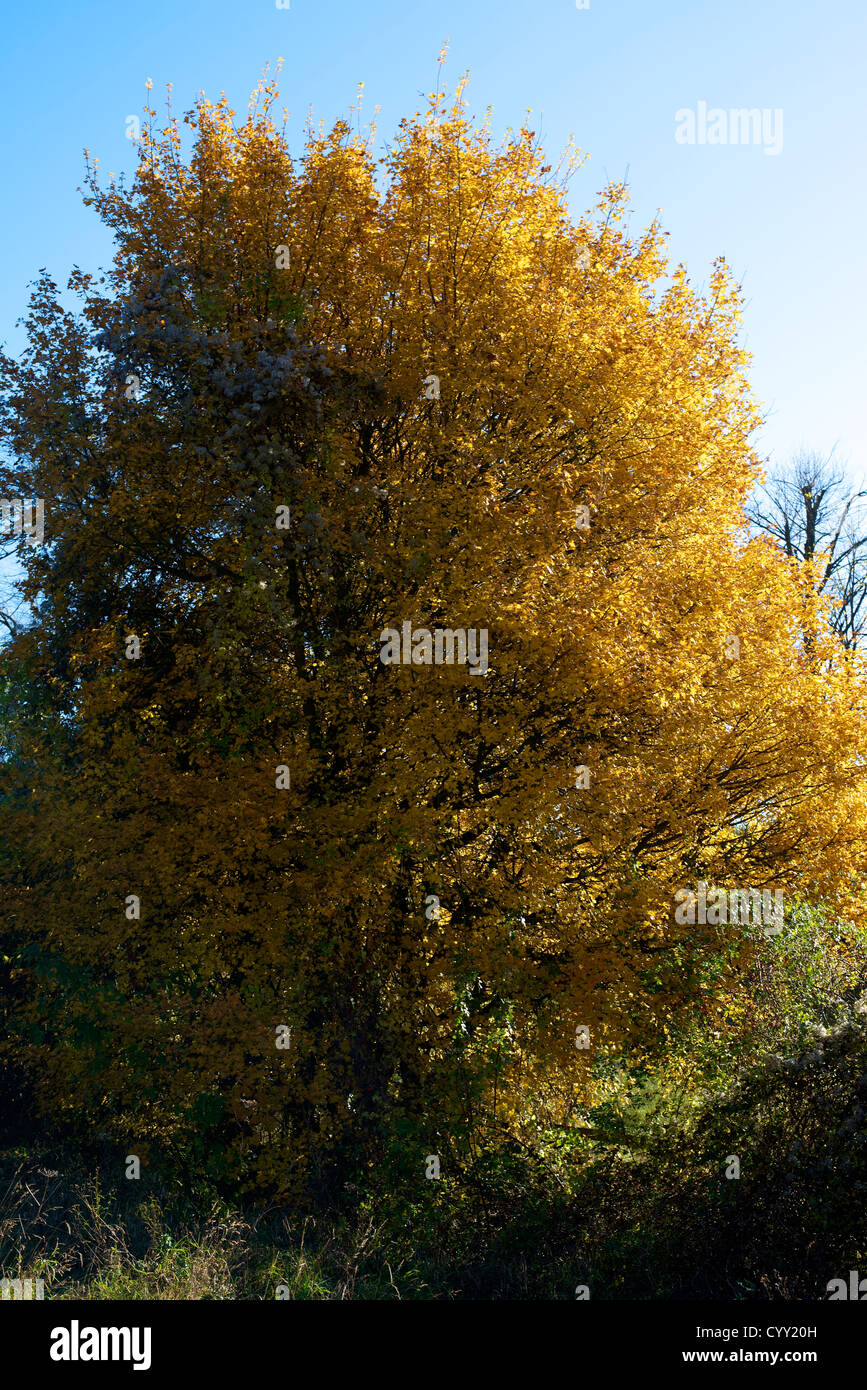 Golden leaves of a Field Maple "Acer Campestre" deciduous broadleaf ...