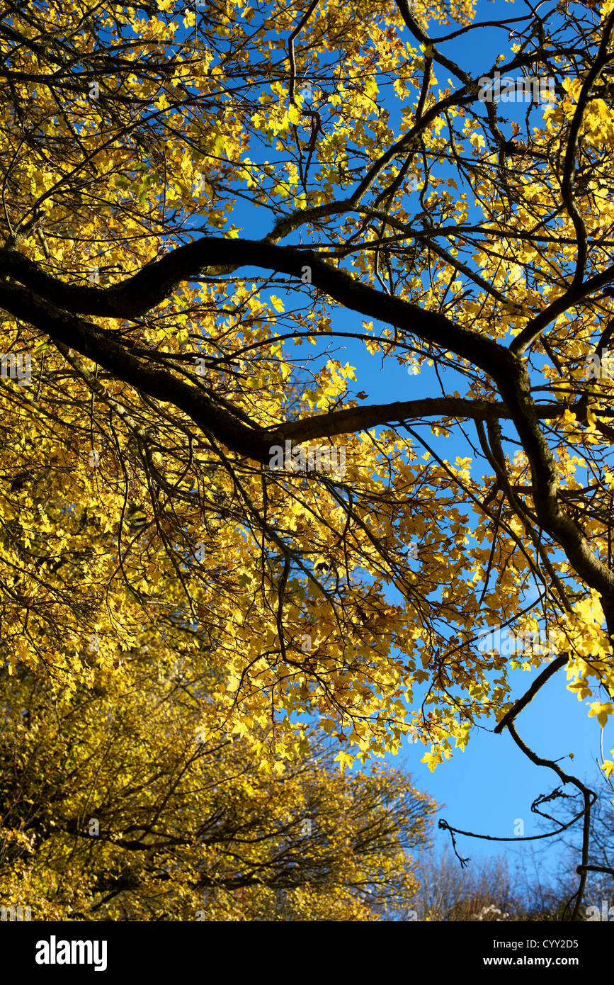Golden leaves of a Field Maple "Acer Campestre" deciduous broadleaf ...
