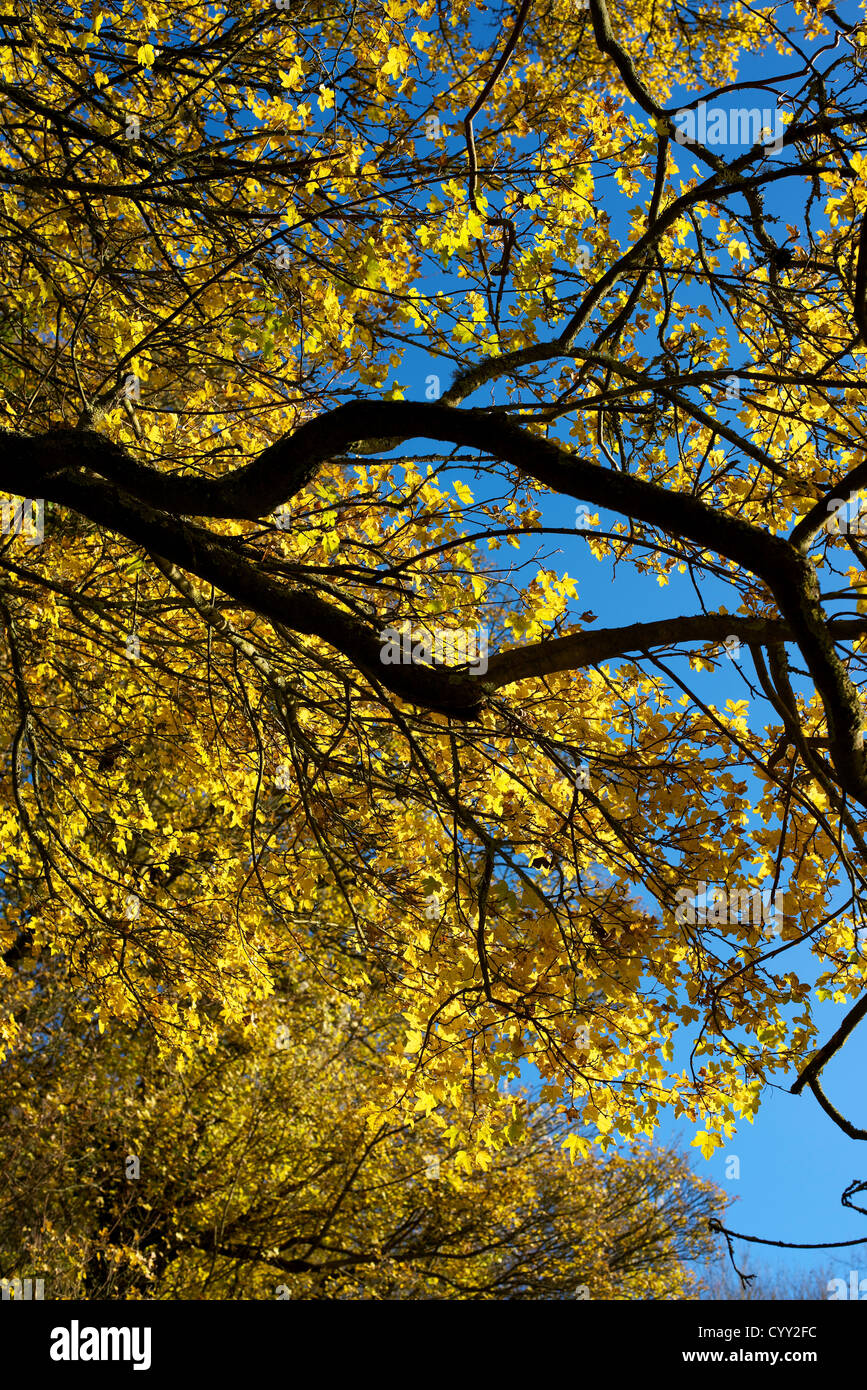 Golden leaves of a Field Maple "Acer Campestre" deciduous broadleaf ...