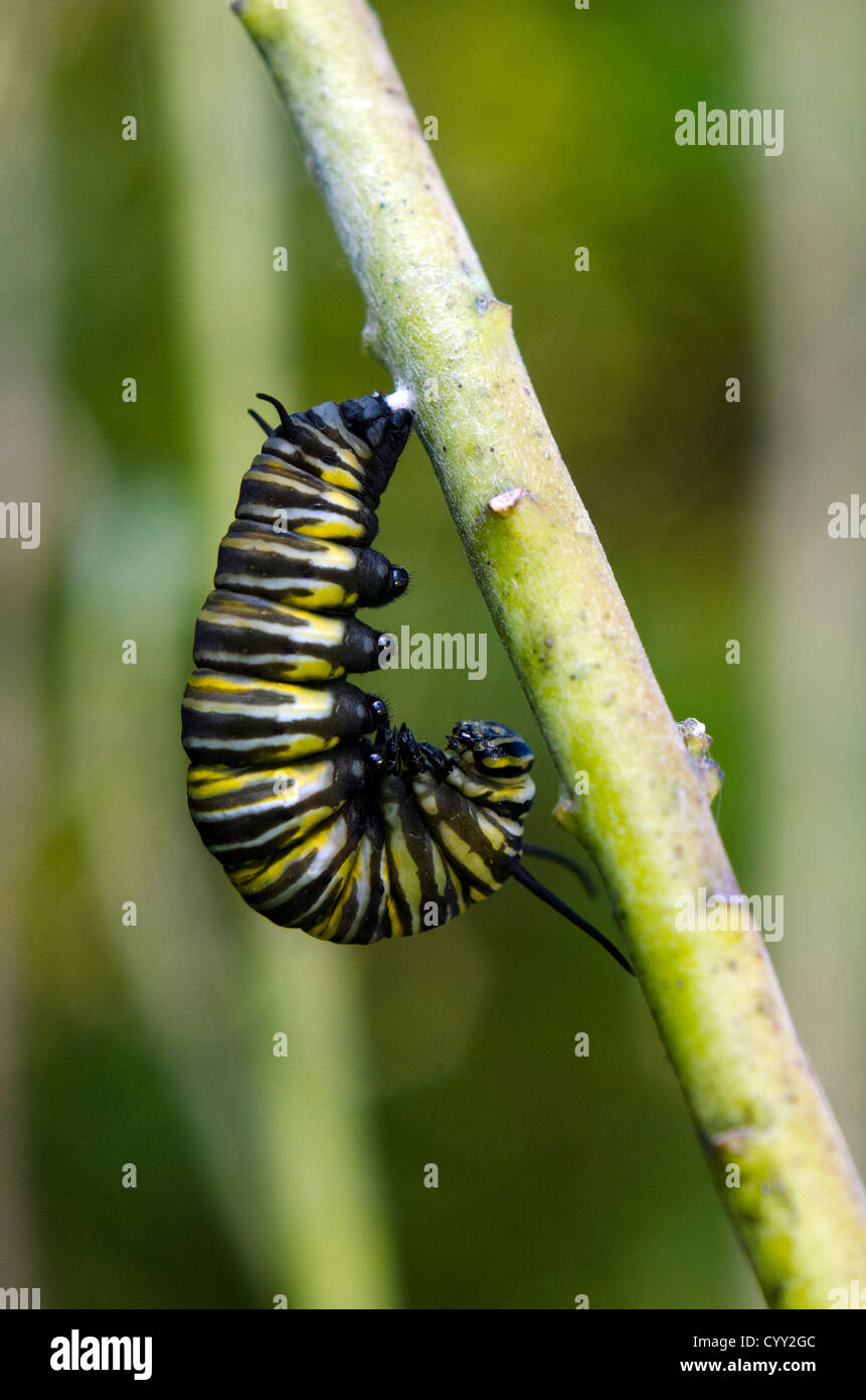 Butterfly Monarch Butterfly Caterpillar Pupa High Resolution Stock ...