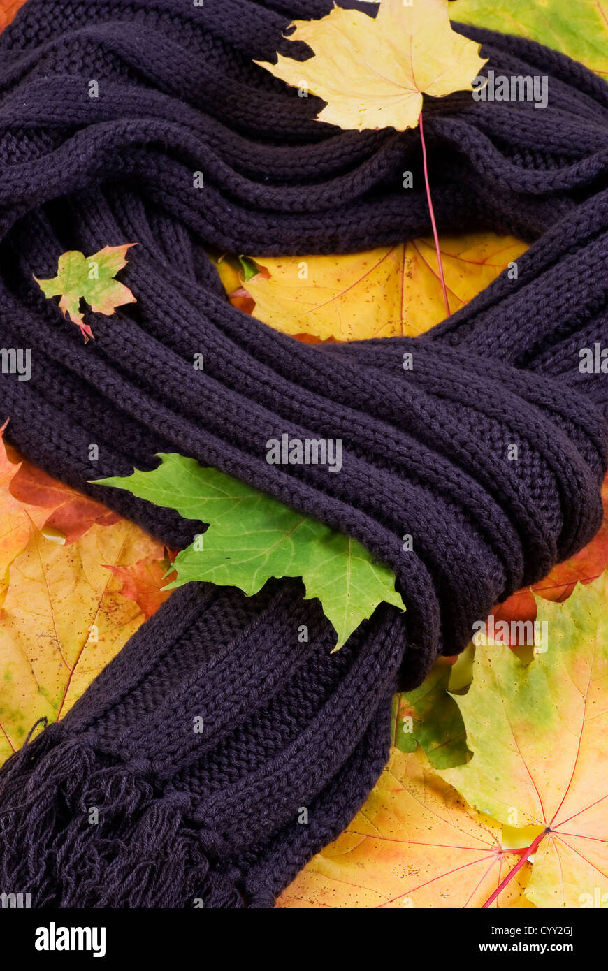 Dark - brown scarf lying on autumn leaves Stock Photo - Alamy