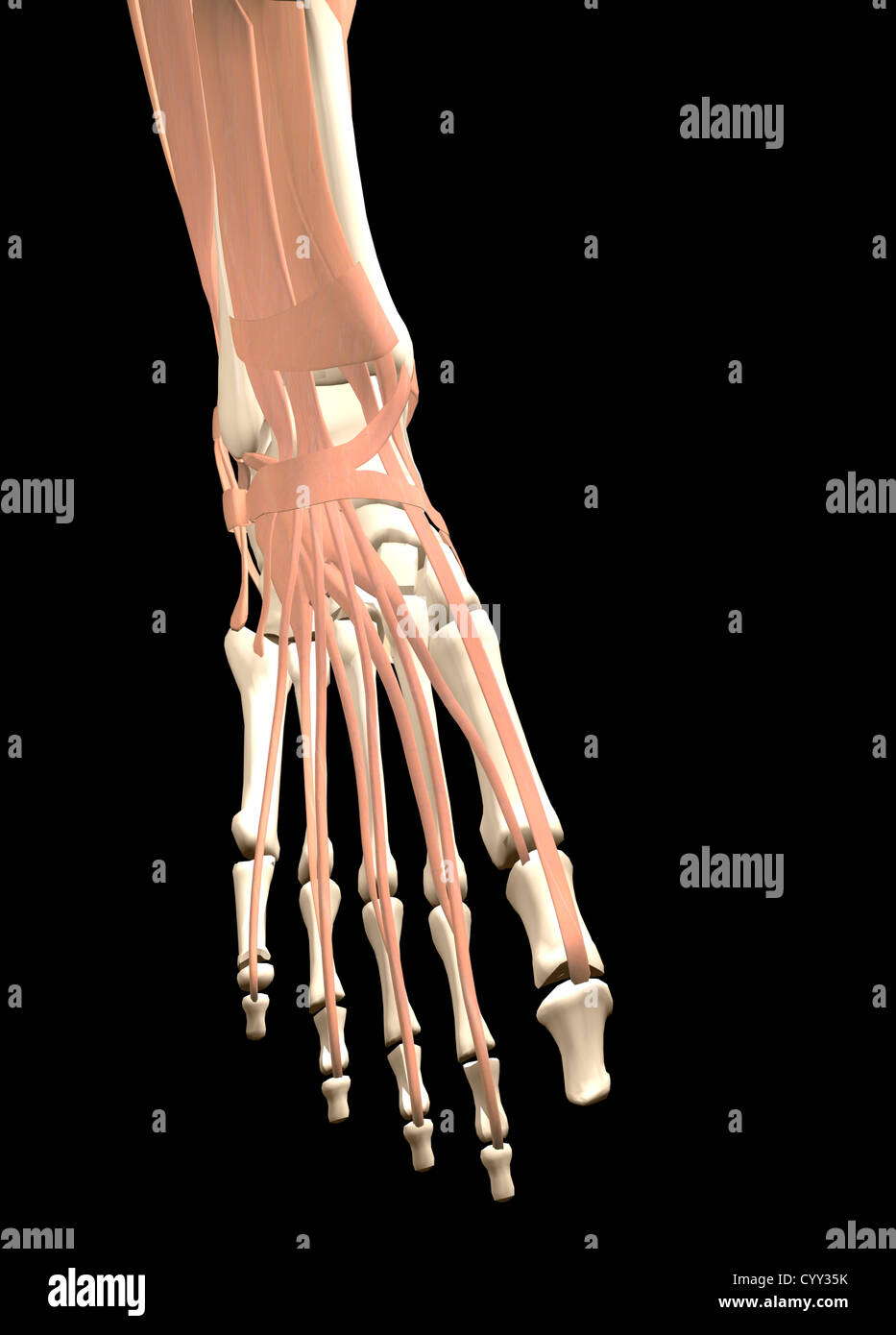 human foot anatomy Stock Photo - Alamy