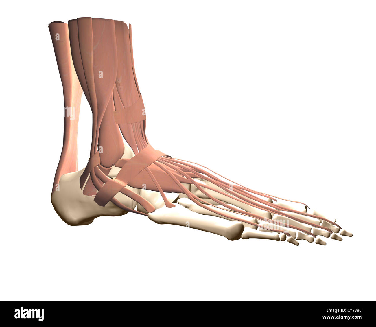 Lateral Foot Anatomy
