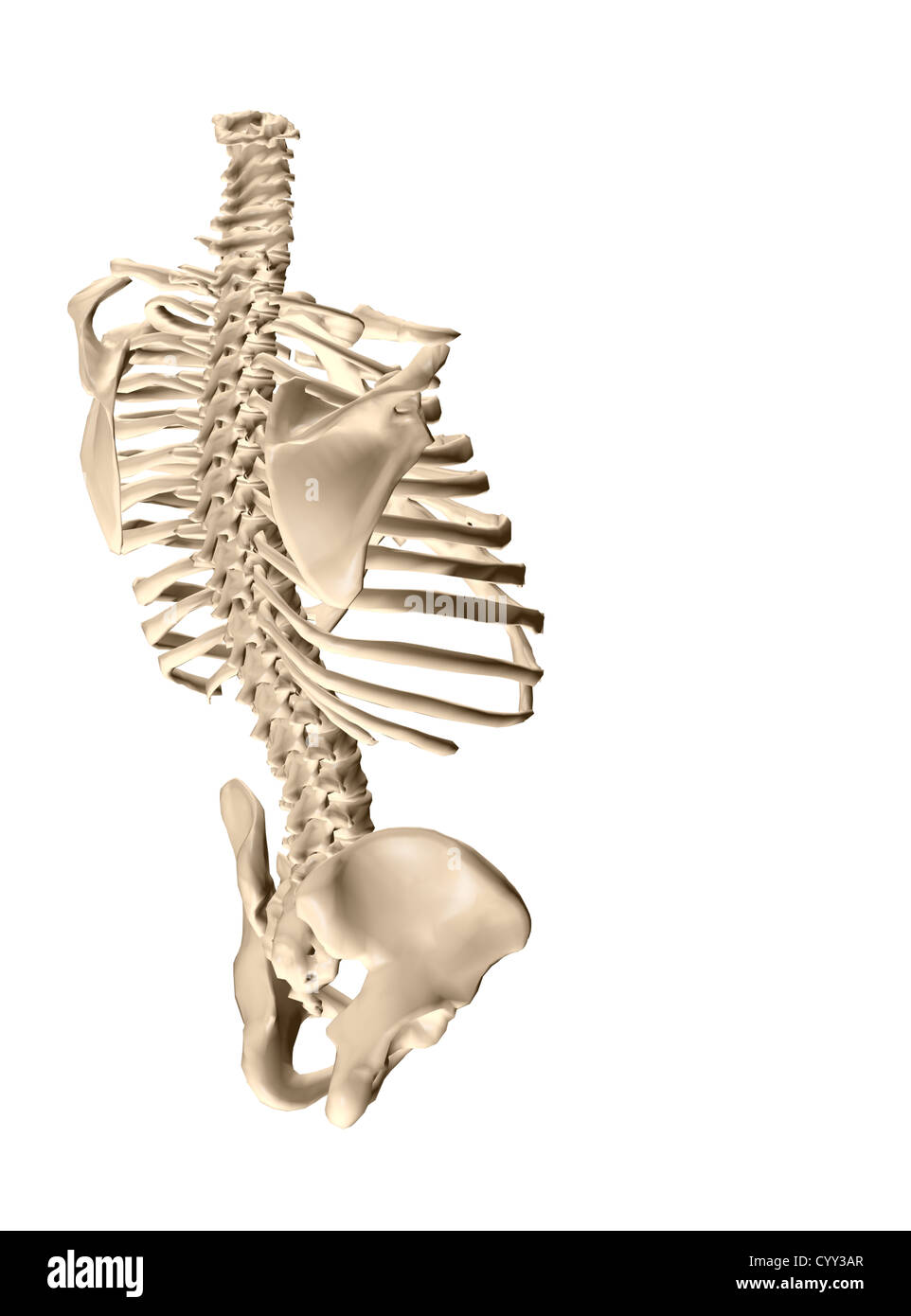 human torso skeletal system Stock Photo - Alamy