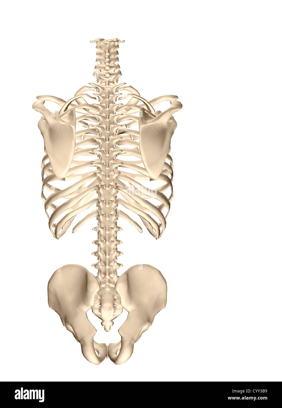 human torso skeletal system Stock Photo - Alamy