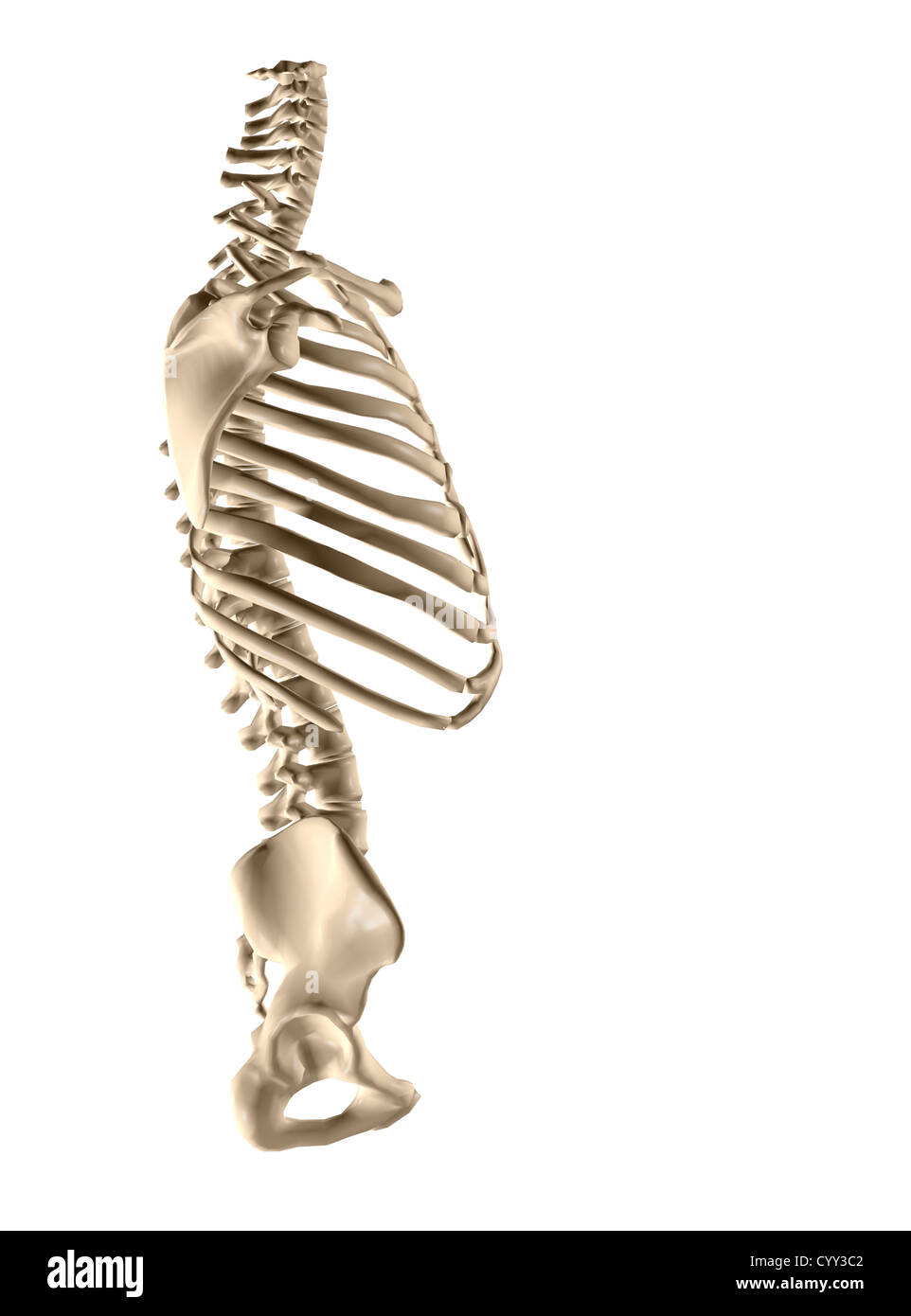 human torso skeletal system Stock Photo - Alamy