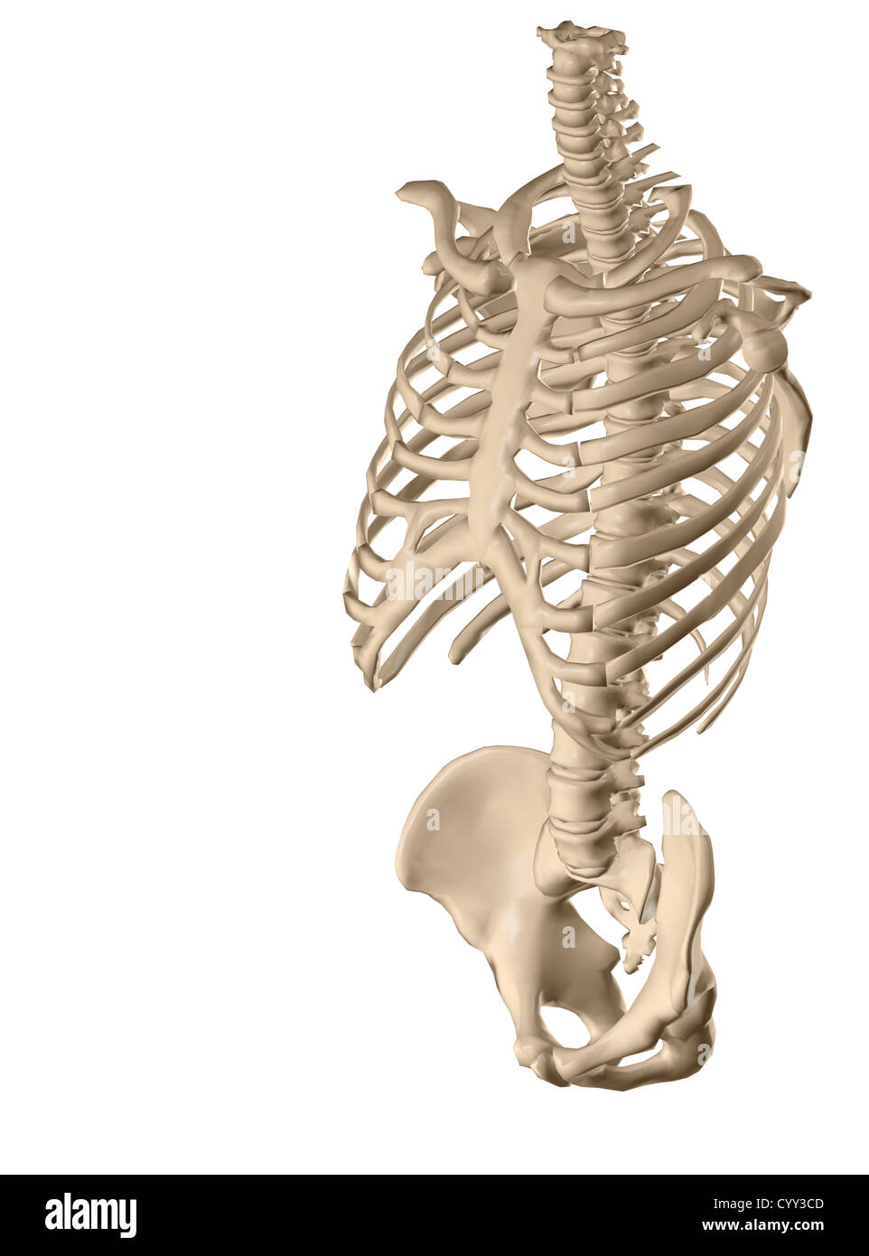human torso skeletal system Stock Photo - Alamy