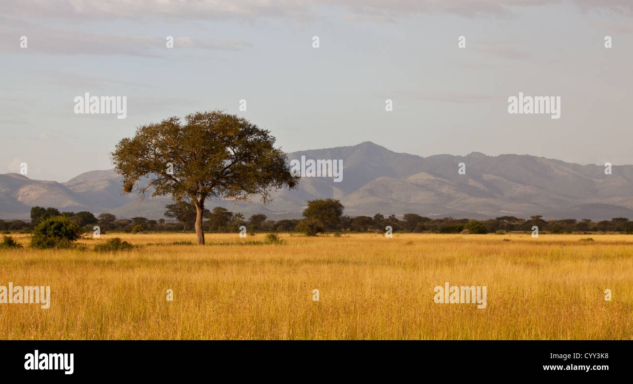 Savanna landscape hi-res stock photography and images - Alamy