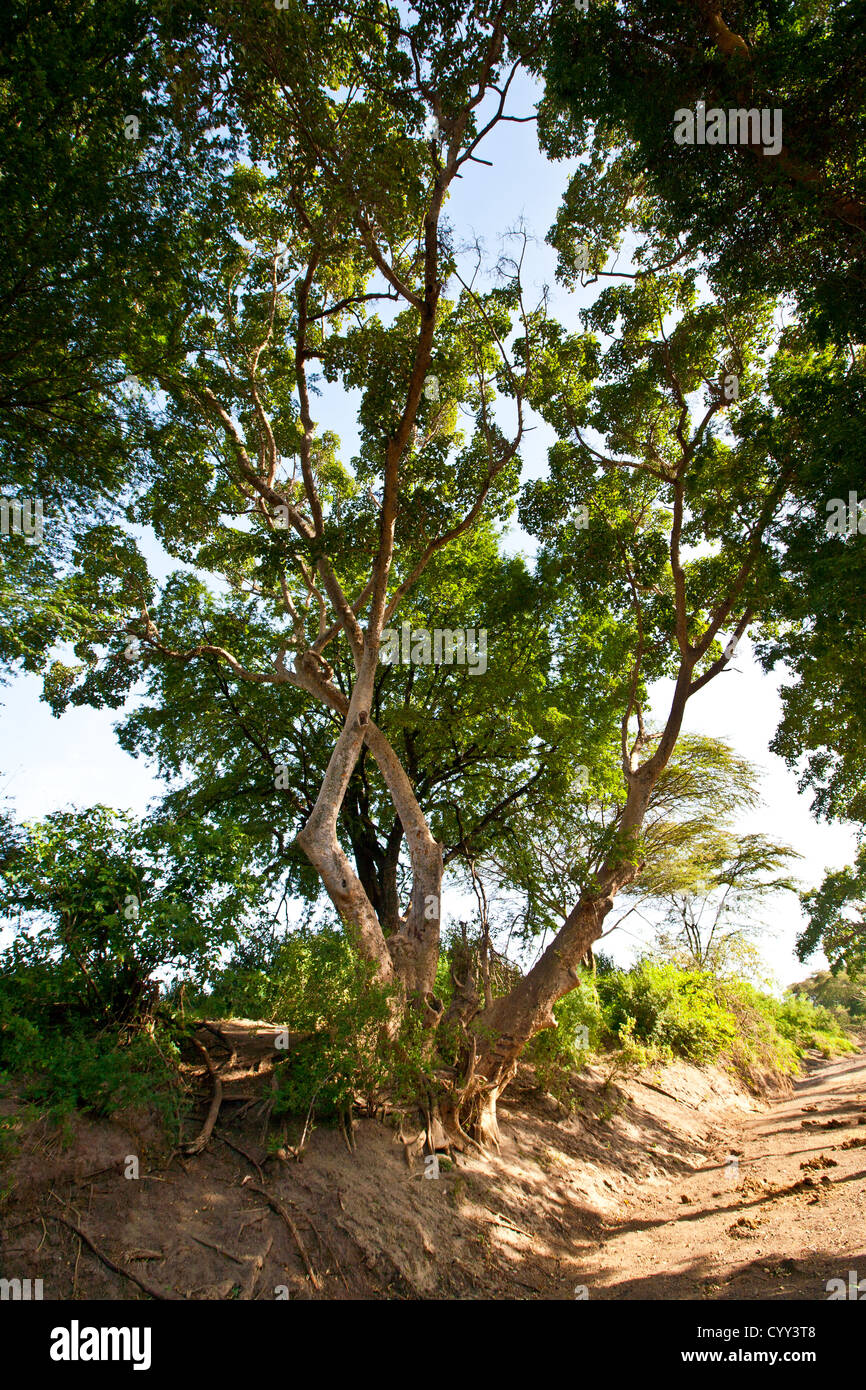Intertwine trees hi-res stock photography and images - Alamy