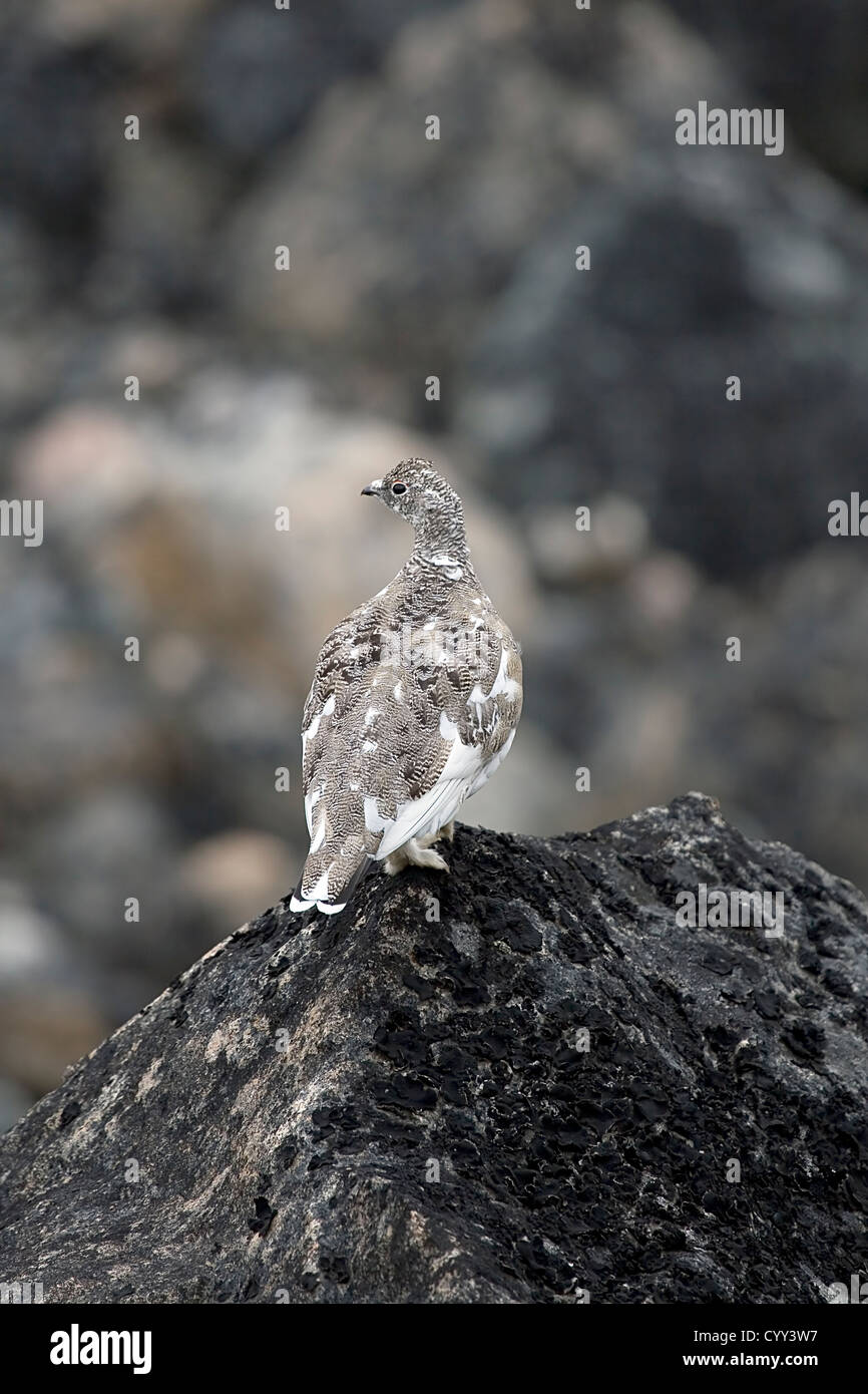Ptarmigan (Lagopus Mutus) on a rock near Qoornoq, Greenland Stock Photo ...