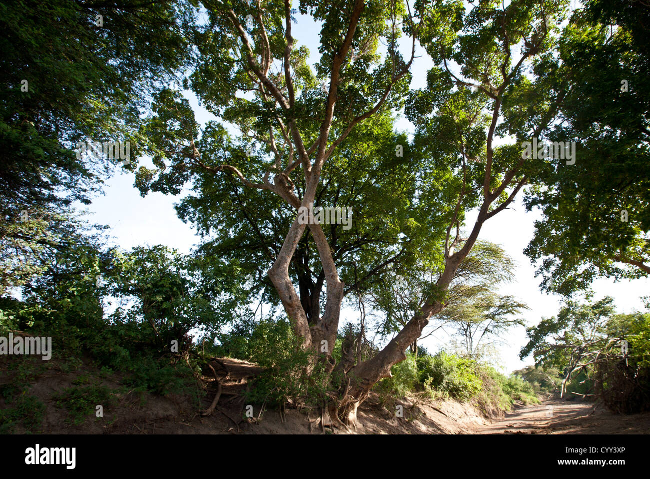 Intertwine trees hi-res stock photography and images - Alamy