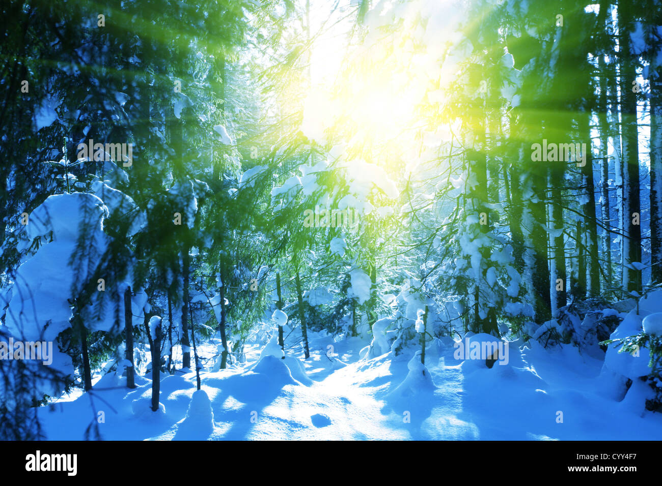 Christmas theme- frozen trees Stock Photo - Alamy