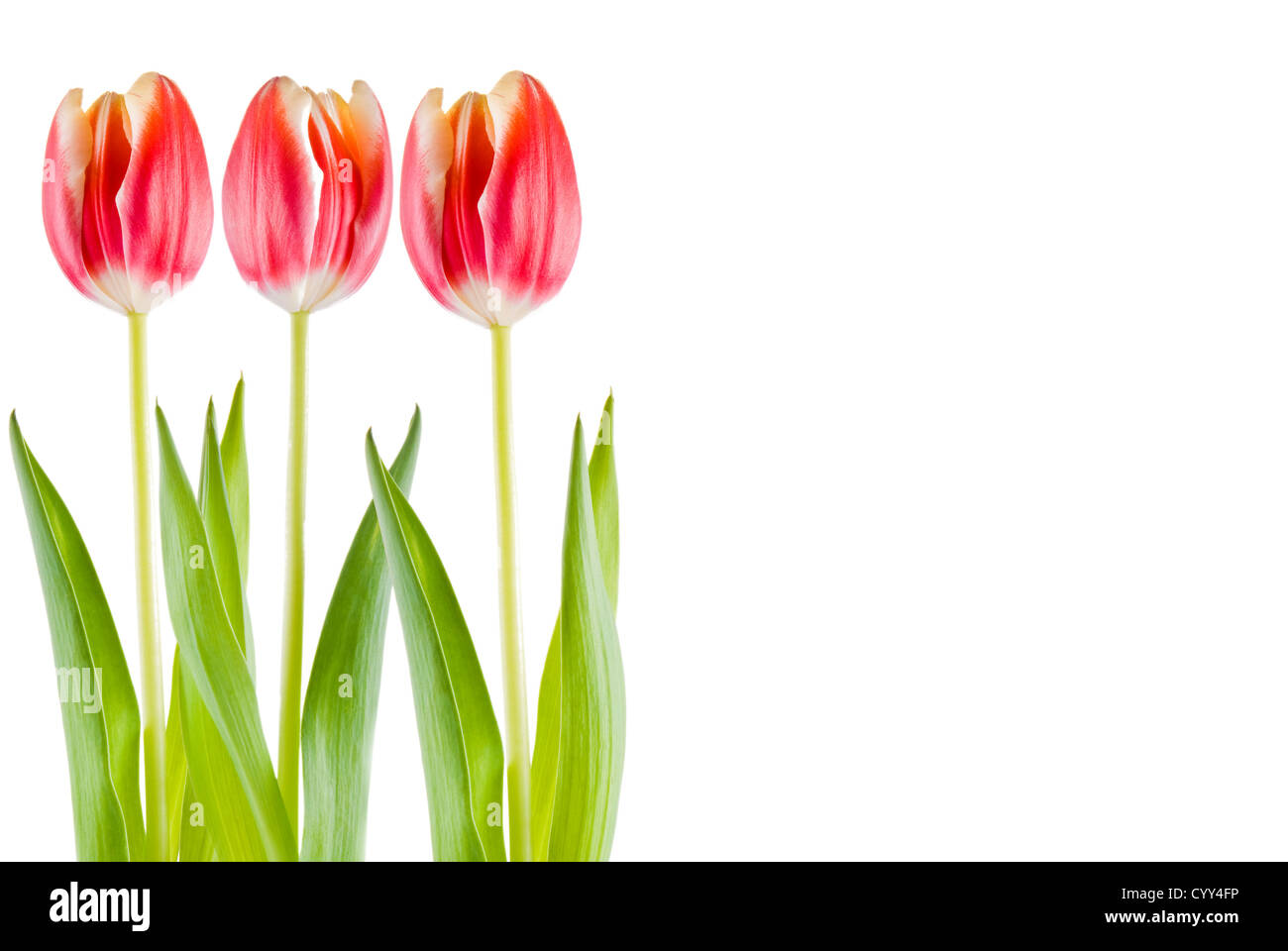 Three tulips over white background - isolated Stock Photo - Alamy
