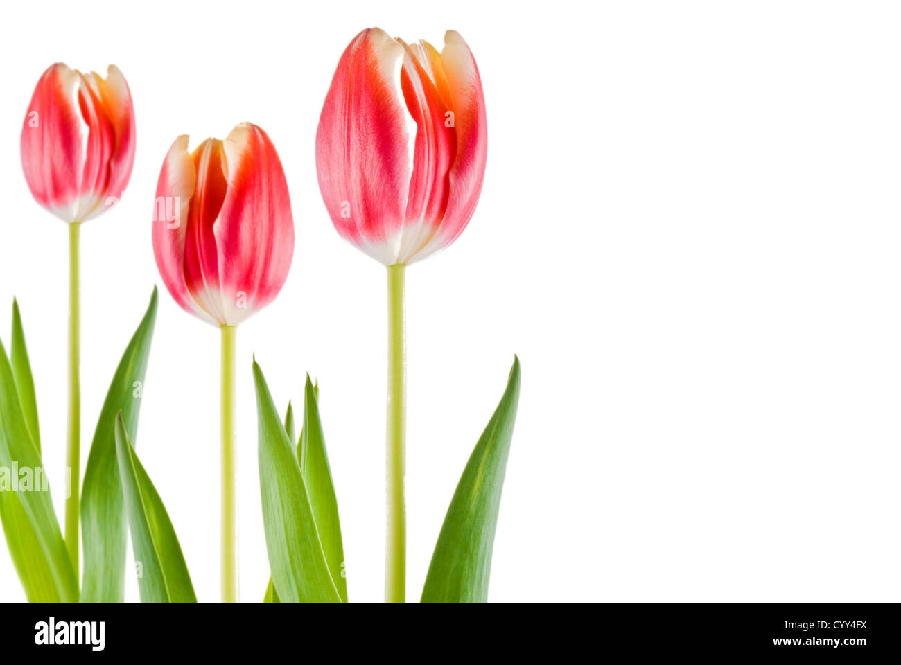 Three tulips over white background - isolated Stock Photo - Alamy