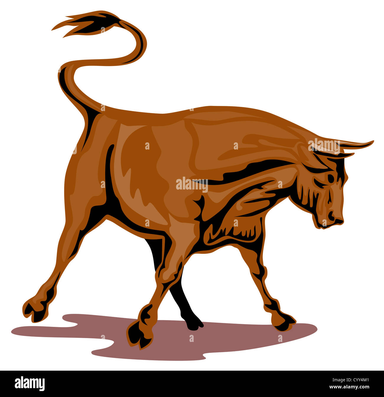 Illustration of a raging bull charging attacking on isolated white ...