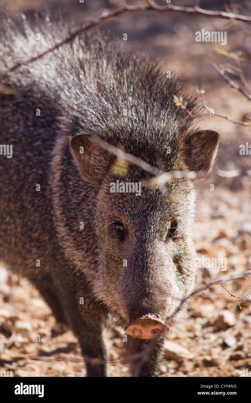 Javelina or collared peccary in the Sonoran Desert Stock Photo - Alamy