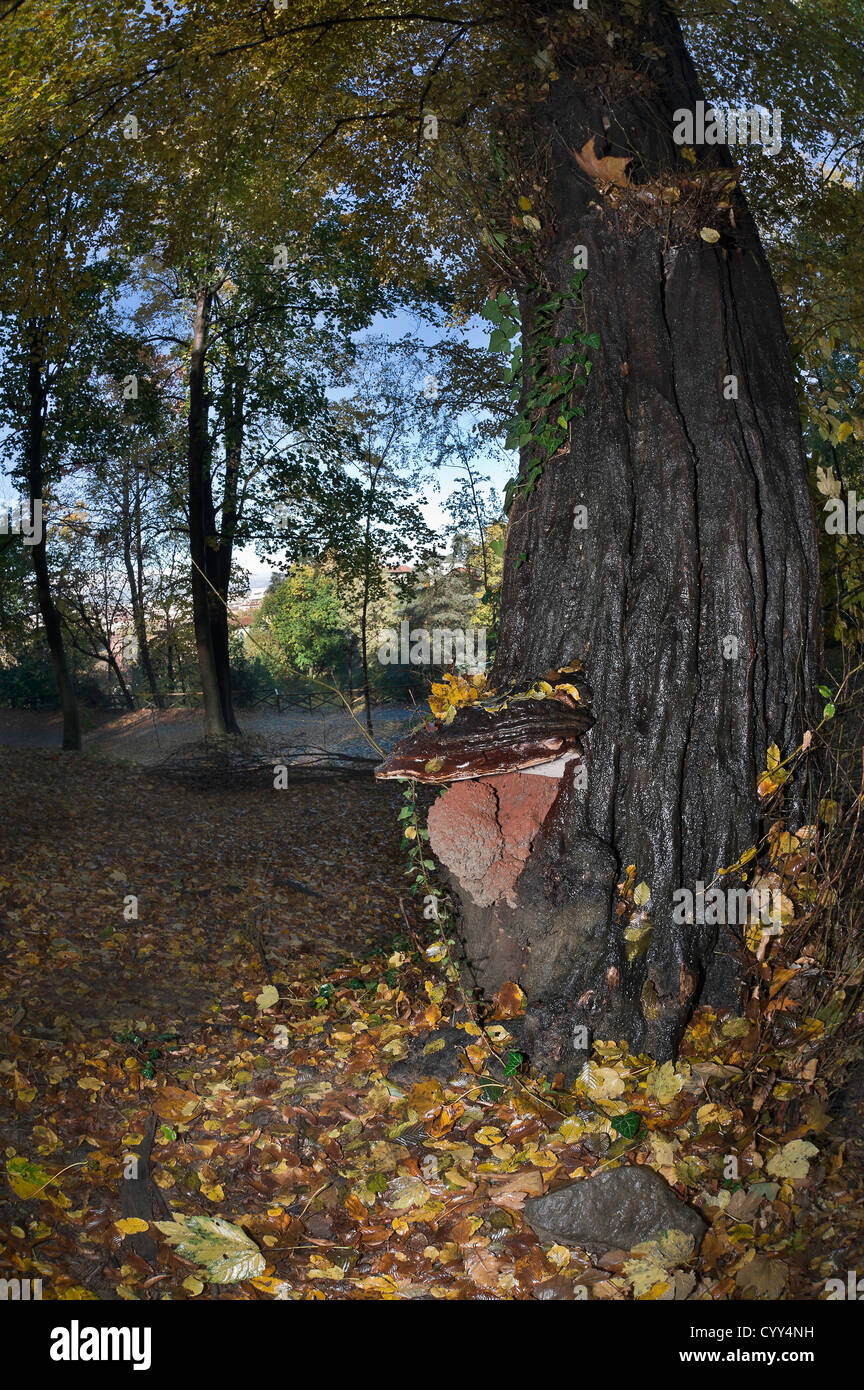 a wooden fungus in the Leopardi urban park, Turin, Piedmont, Italy ...