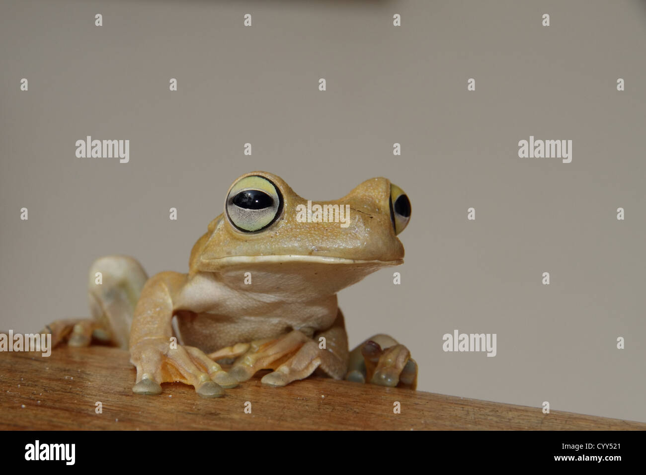 Close up gladiator tree frog hi-res stock photography and images - Alamy