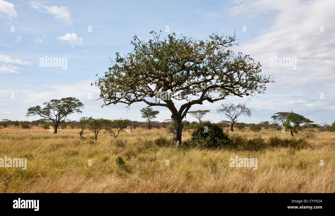 Acacia trees on the African Savanaa. Serengeti national park, Tanzania Stock Photo - Alamy