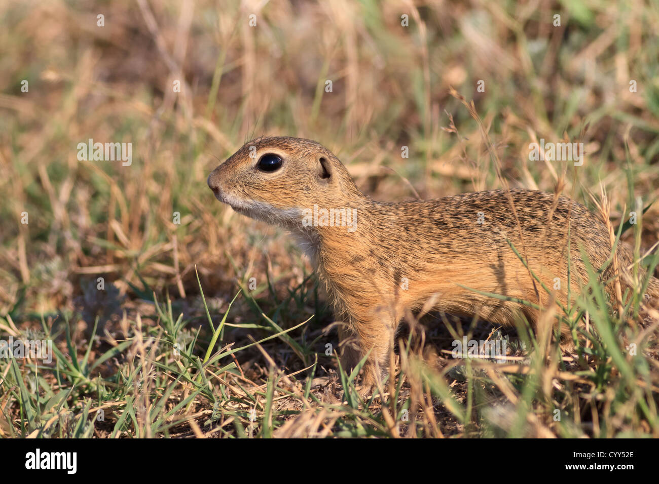 prairie dog in the grass Stock Photo - Alamy