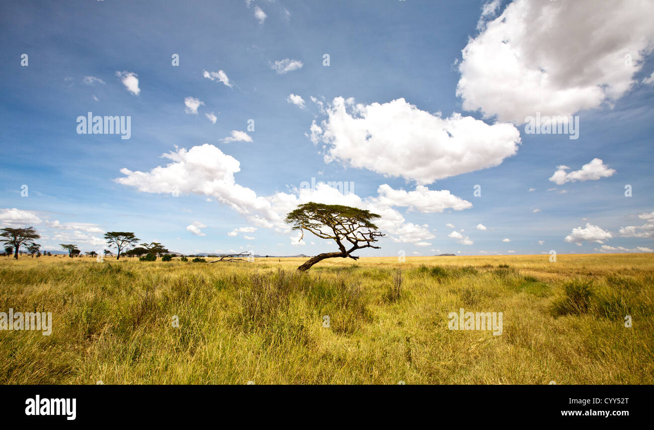 Acacia trees on the African Savanaa. Serengeti national park, Tanzania ...