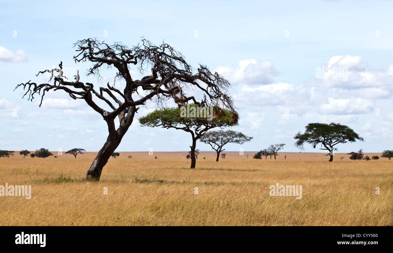 African savanna acacia trees hi-res stock photography and images - Alamy