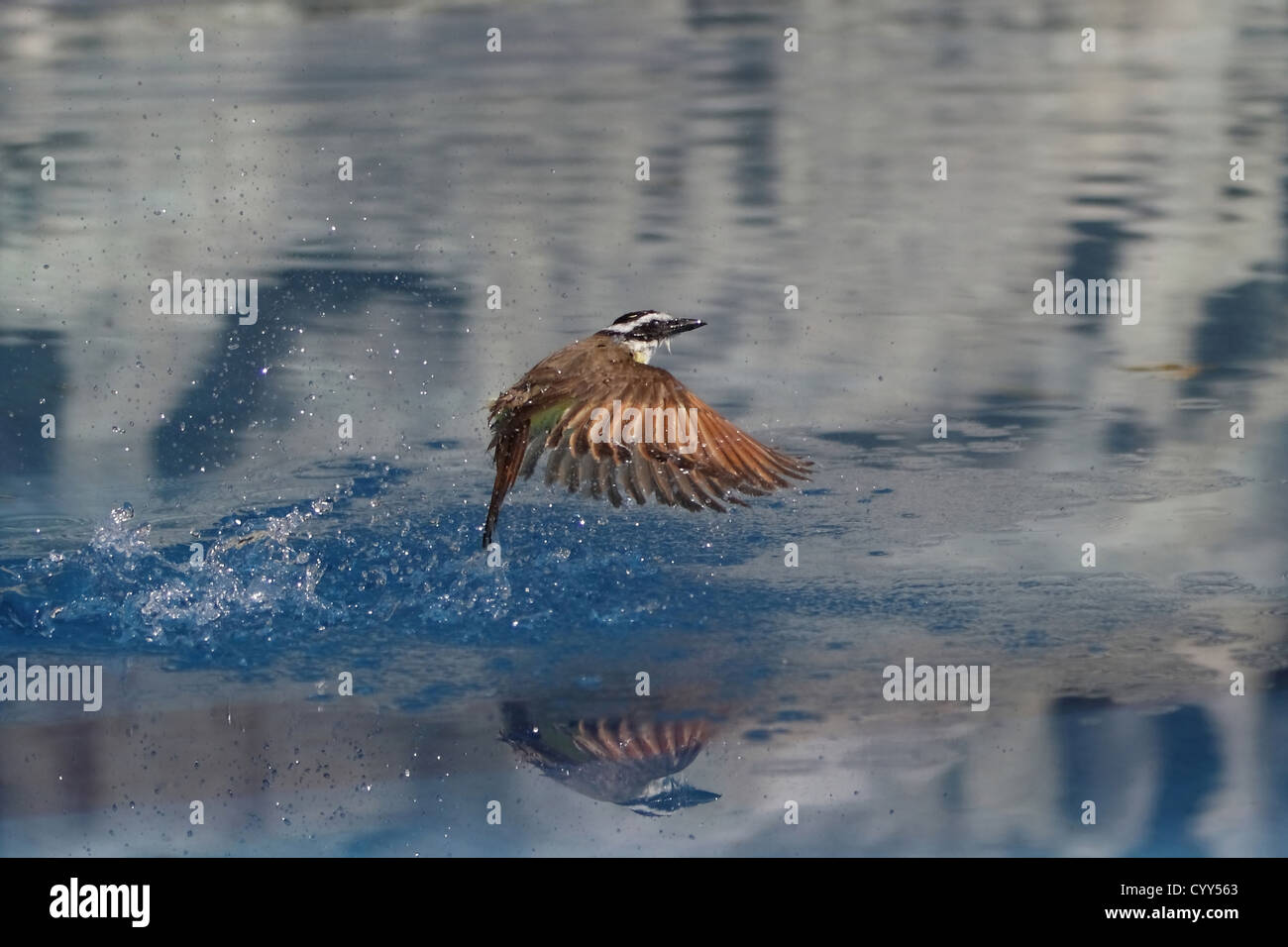 Great Kiskadee (Pitangus sulphuratus) bathing in flight in swimming ...