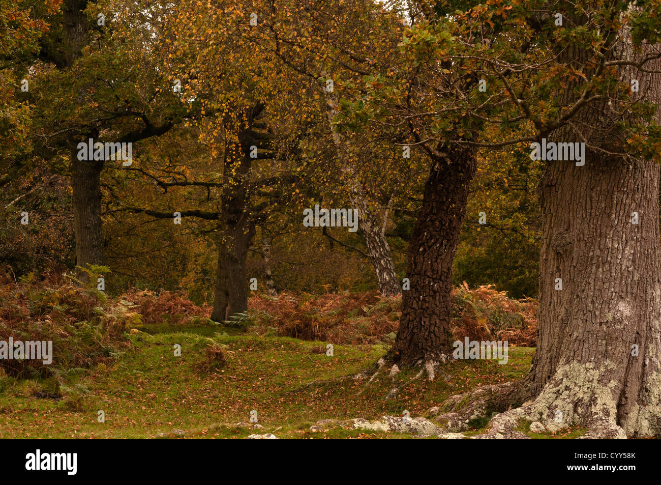 A typical forest scene in the New Forest Hampshire England UK Stock ...