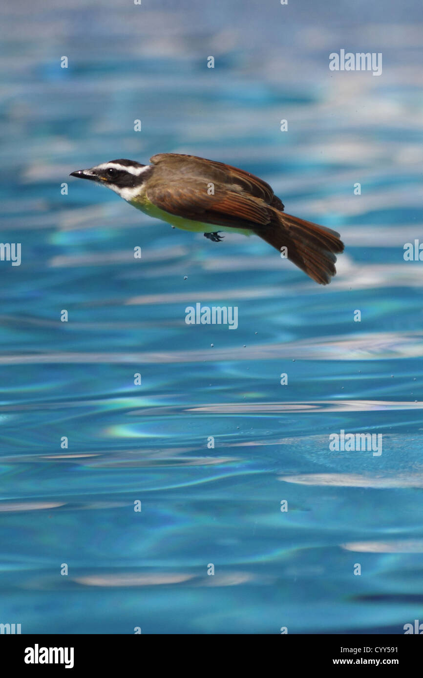 Great Kiskadee (Pitangus sulphuratus) in full flight over a swimming ...