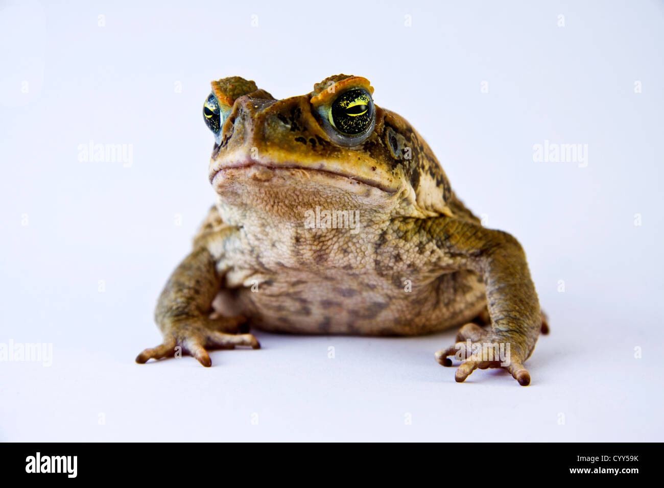 Pest species hi-res stock photography and images - Alamy