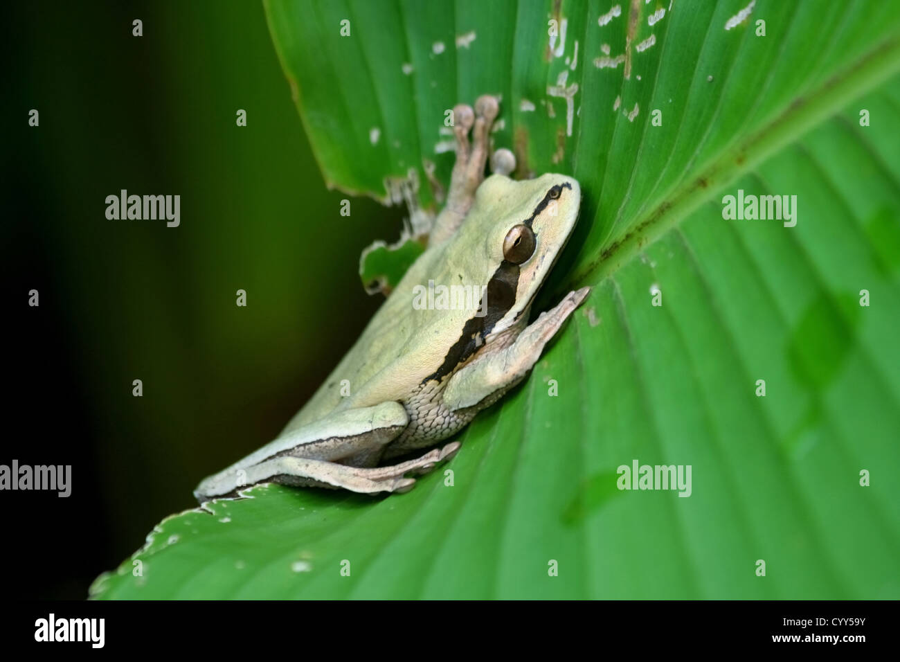 A Masked Tree Frog (Smilisca phaeota) on a green leaf in Manuel Antonio ...
