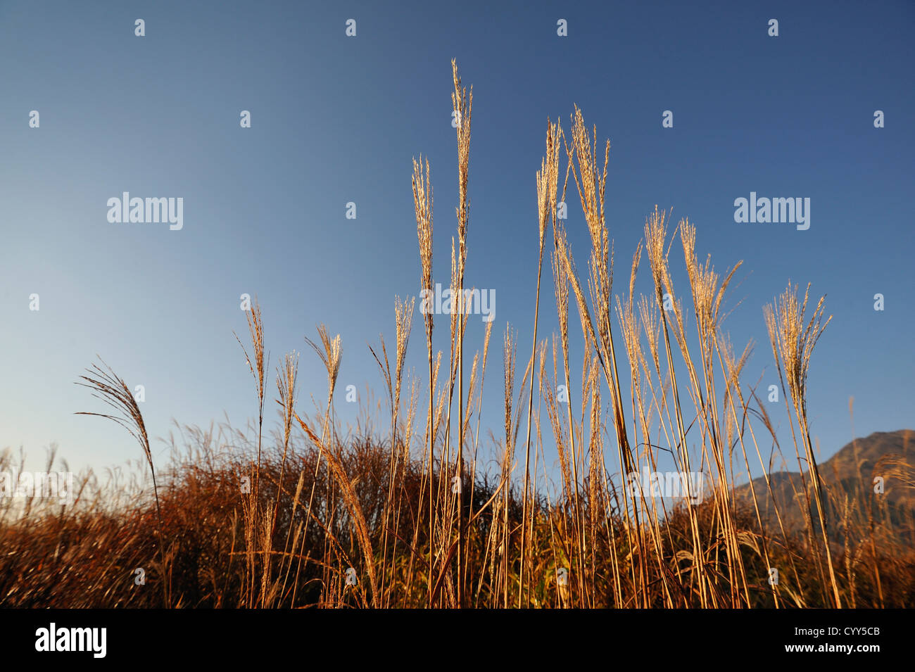 Chinese Reed Miscanthus Sinensis High Resolution Stock Photography and ...