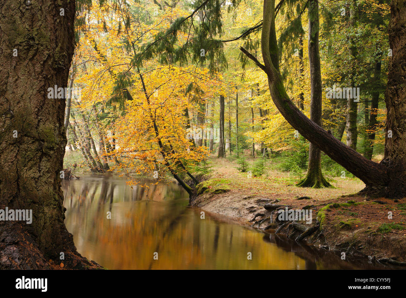 Blackwater rhinefield ornamental drive the new forest hi-res stock ...