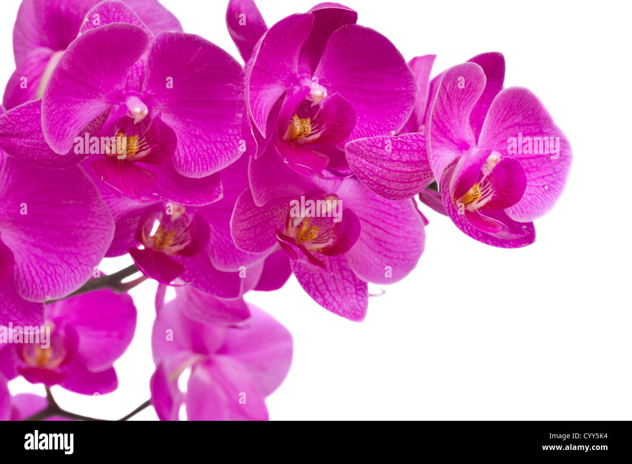 violet orchid flowers isolated on white background Stock Photo - Alamy