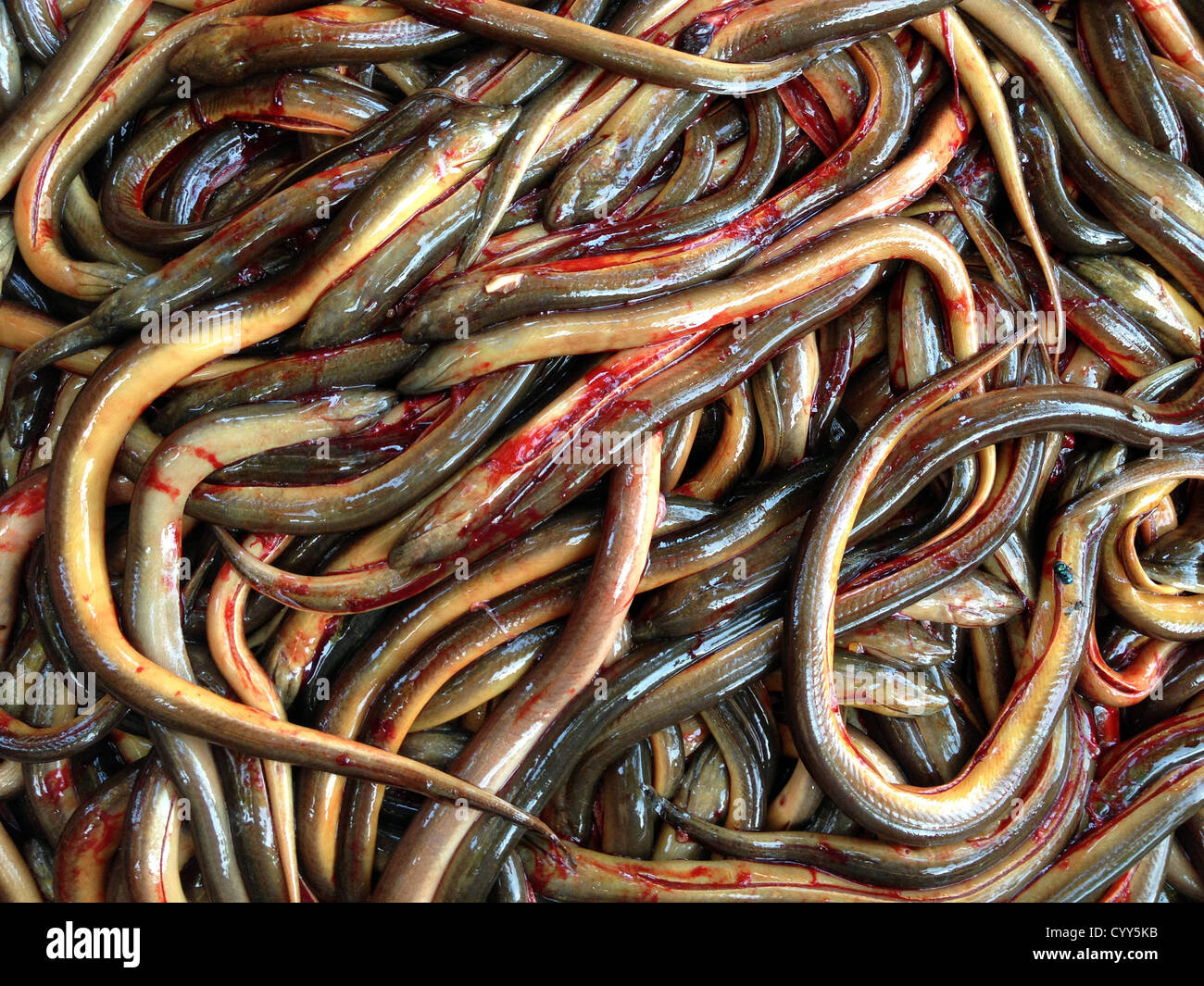 Eels in fish market hi-res stock photography and images - Alamy