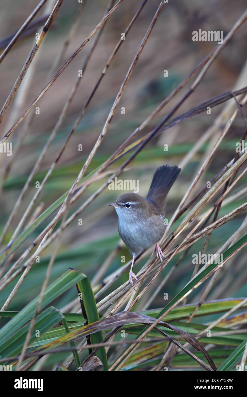 Cetti norfolk hi-res stock photography and images - Alamy