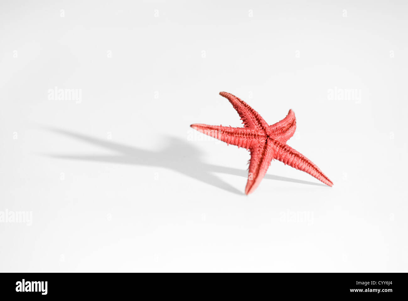Starfish with large shadow and limited DOF on a white background Stock ...