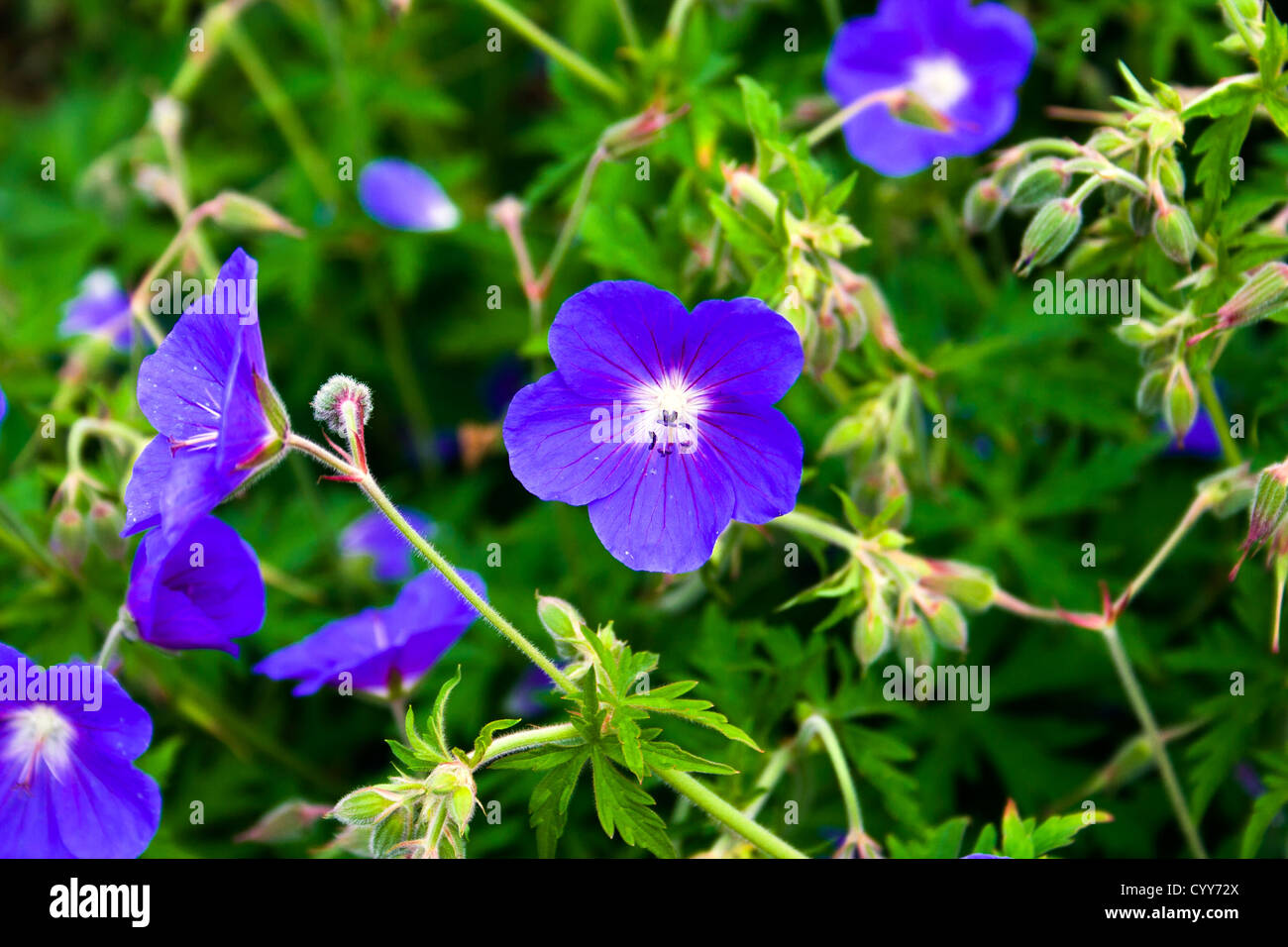 Beautiful blue geranium sylvaticum flower with green foliage Stock ...