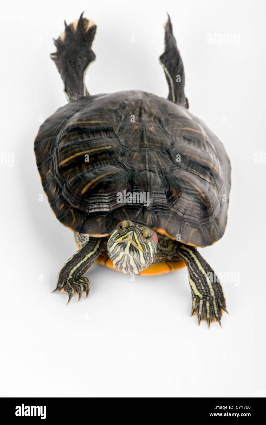 White background more hi-res stock photography and images - Alamy