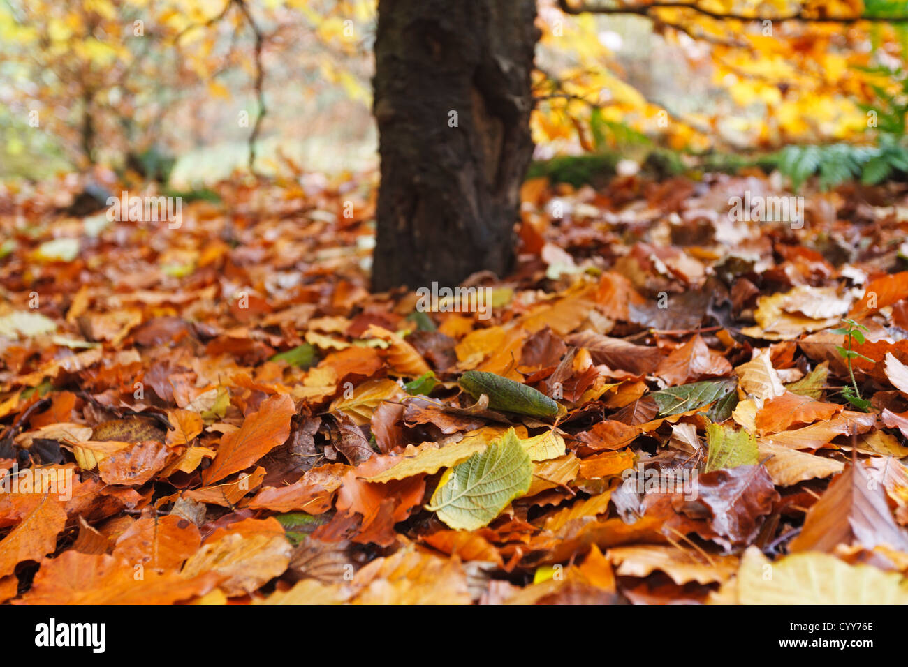 A carpet of autumnal leaves with splendid fall colors Stock Photo - Alamy