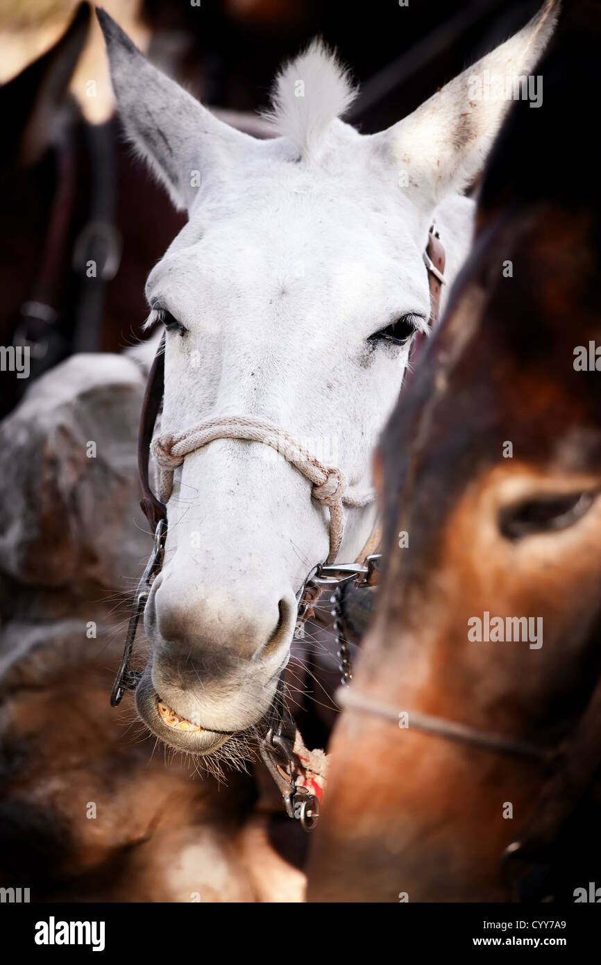 Mule stable hi-res stock photography and images - Alamy