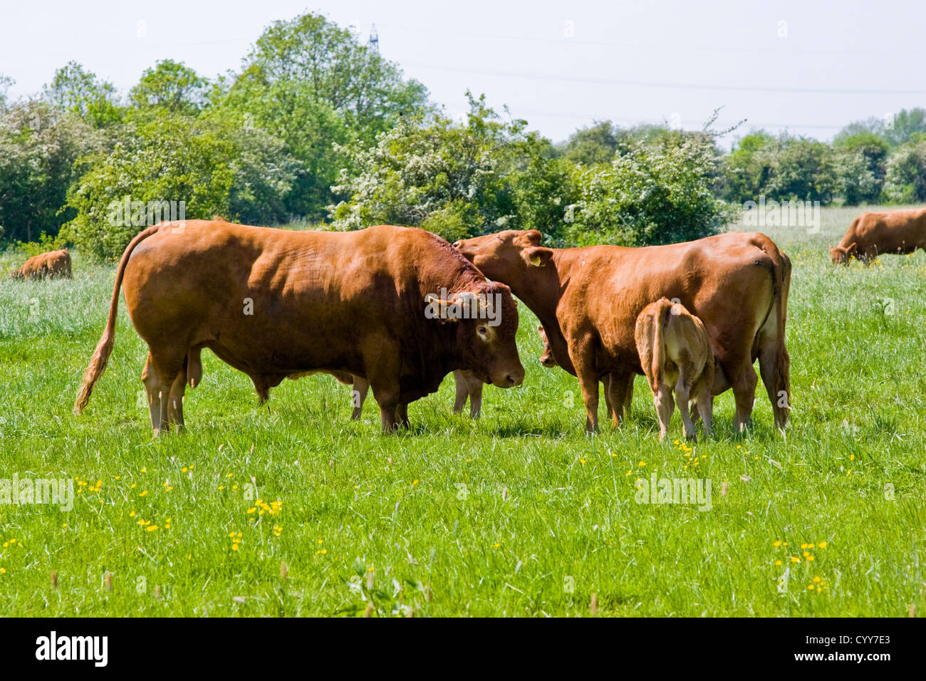 Bull Family High Resolution Stock Photography and Images - Alamy