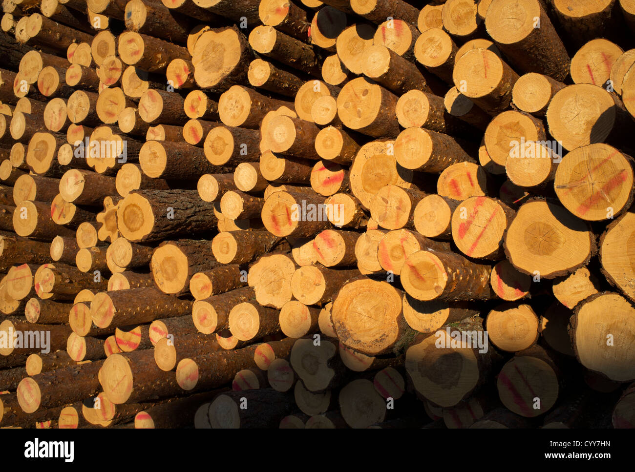 Closeup of pile of pine logs ( pinus sylvestris ) , Finland Stock Photo ...