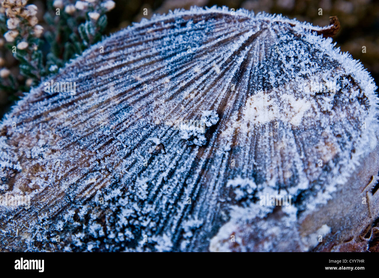 Morning frost on a timber log Stock Photo - Alamy